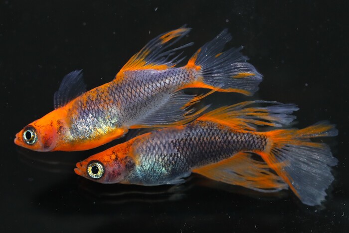 Welcome to the world of Japanese Medaka! | 改良メダカWEB図鑑