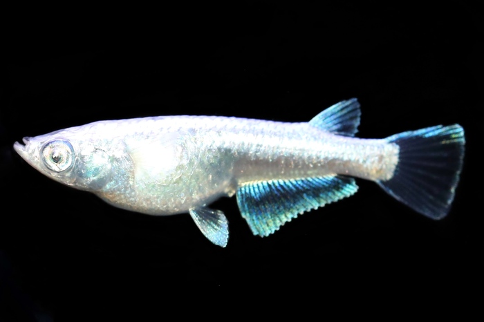 Welcome to the world of Japanese Medaka! | 改良メダカWEB図鑑