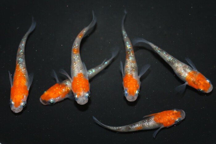 Welcome to the world of Japanese Medaka! | 改良メダカWEB図鑑