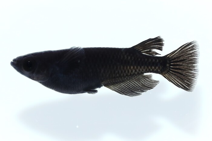 Welcome to the world of Japanese Medaka! | 改良メダカWEB図鑑