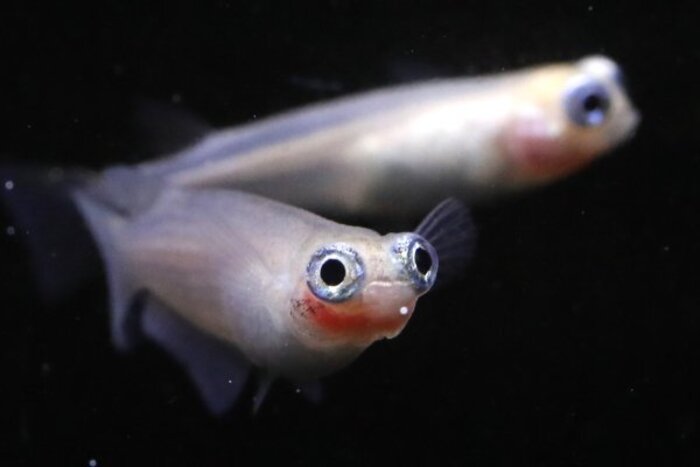 Welcome to the world of Japanese Medaka! | 改良メダカWEB図鑑